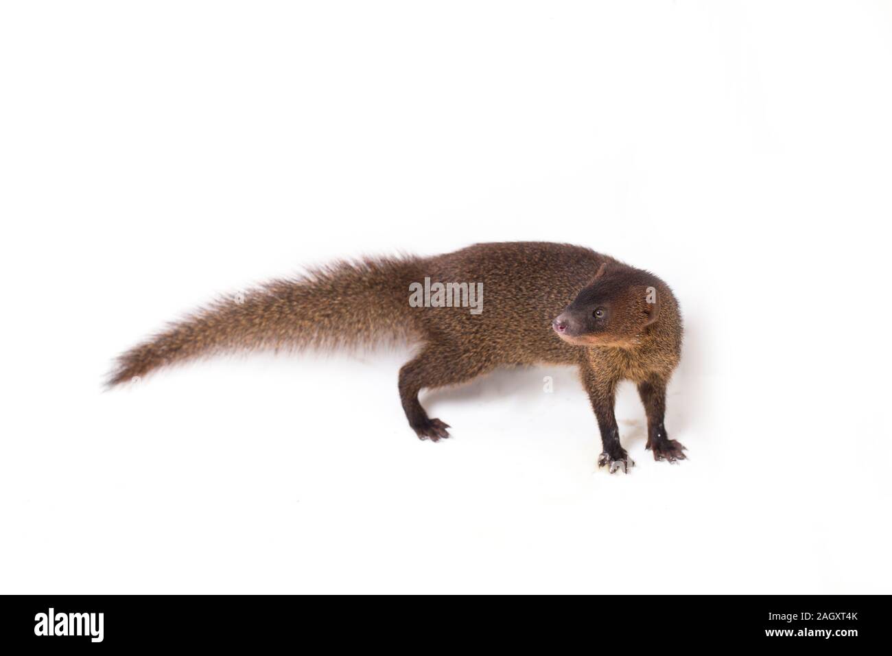 Close up ferret isolated on hi-res stock photography and images - Alamy