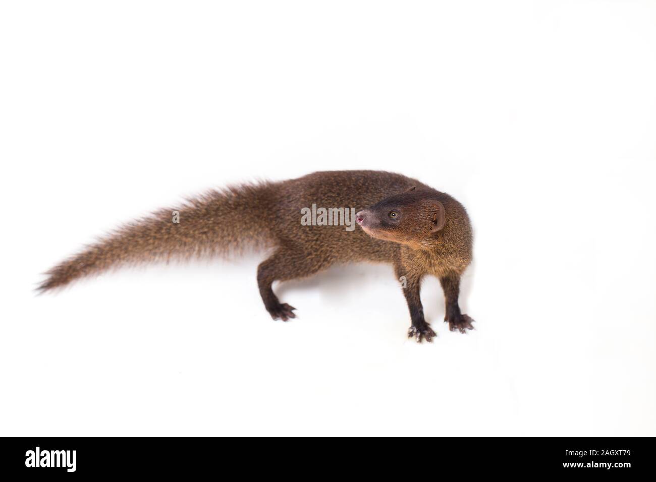 Grey mongoose Cut Out Stock Images & Pictures - Alamy