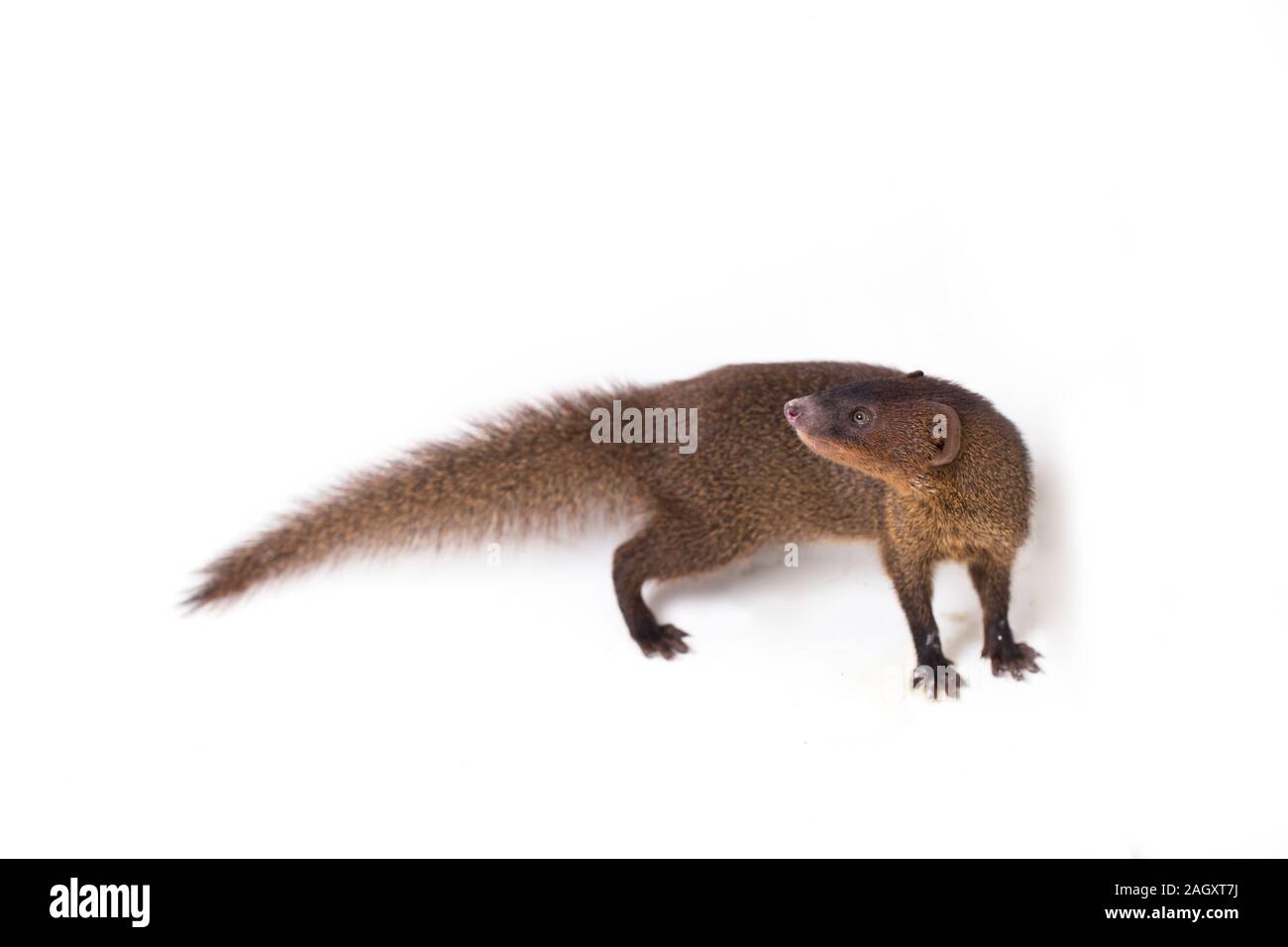 Close up ferret isolated on hi-res stock photography and images - Alamy