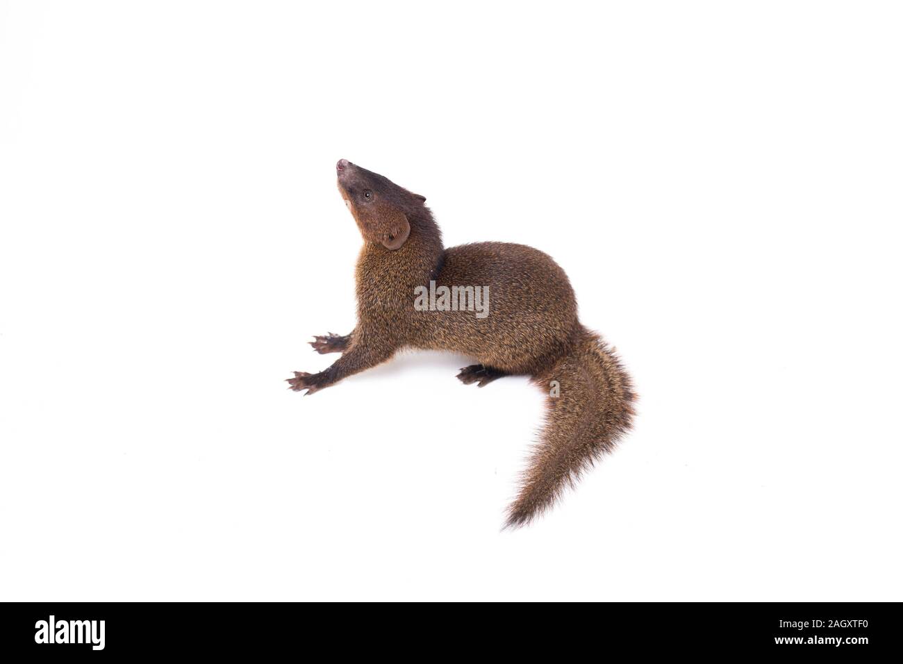 Grey mongoose Cut Out Stock Images & Pictures - Alamy