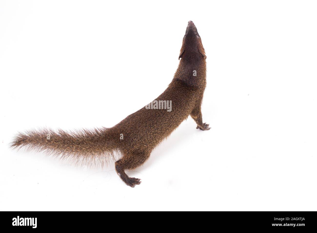 Close up ferret isolated on hi-res stock photography and images - Alamy
