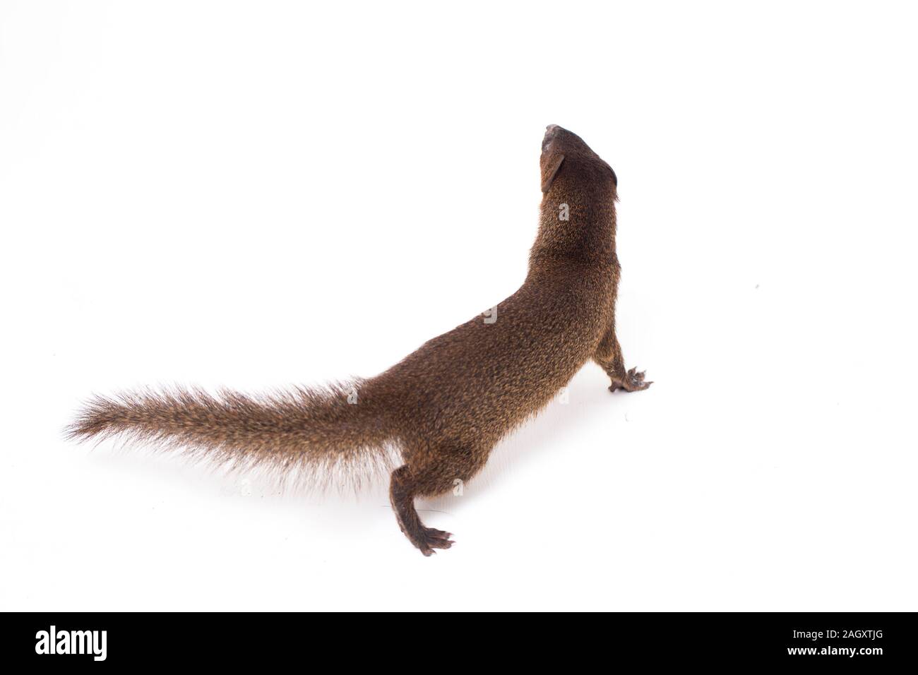 Close up of Javan Mongoose or Small asian mongoose (Herpestes javanicus ...