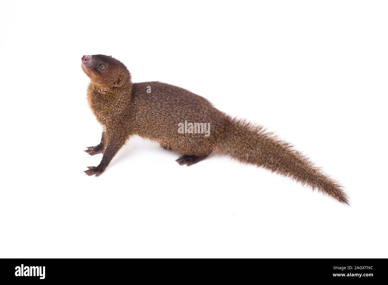 Close up ferret isolated on hi-res stock photography and images - Alamy