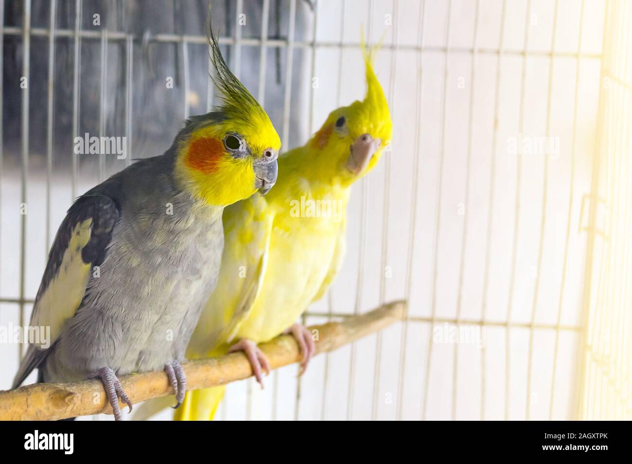 Corella parrot in cage hi-res stock photography and images - Alamy