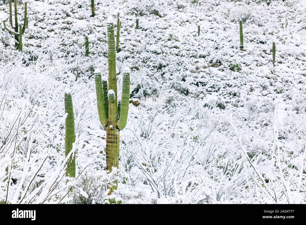 Majestic Saguaro cactus with snow in a winter desert landscape at ...