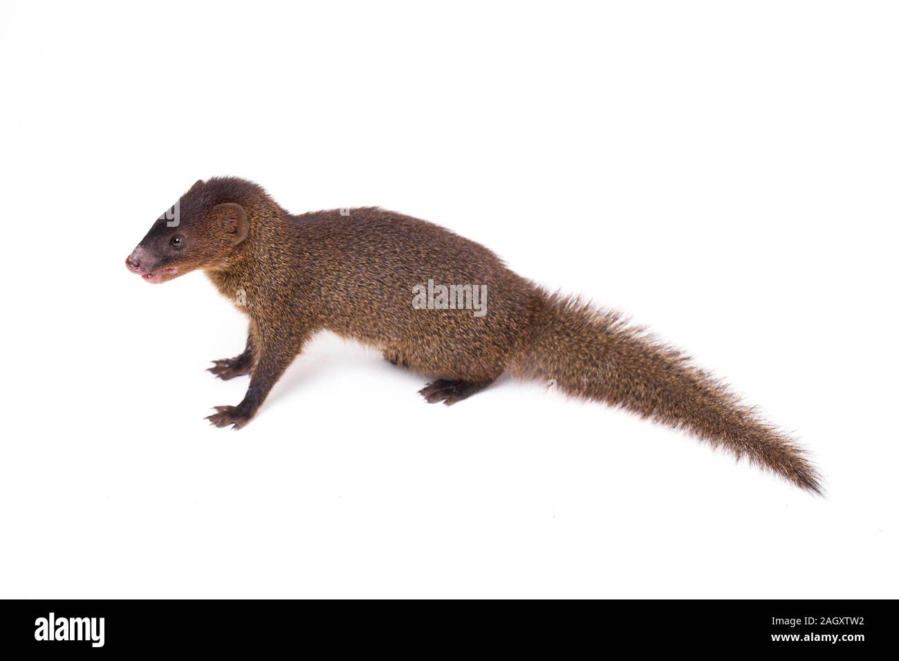 Grey mongoose Cut Out Stock Images & Pictures - Alamy