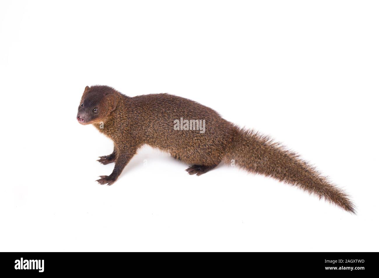 Close up of Javan Mongoose or Small asian mongoose (Herpestes javanicus ...