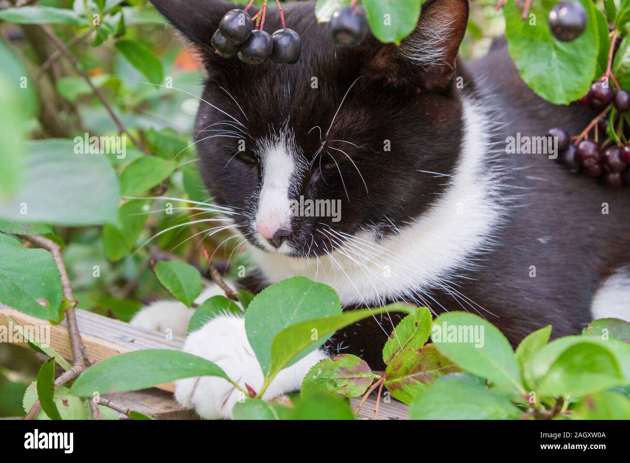 Black-and-white domestic cat in a berry Bush of chokeberry in the ...