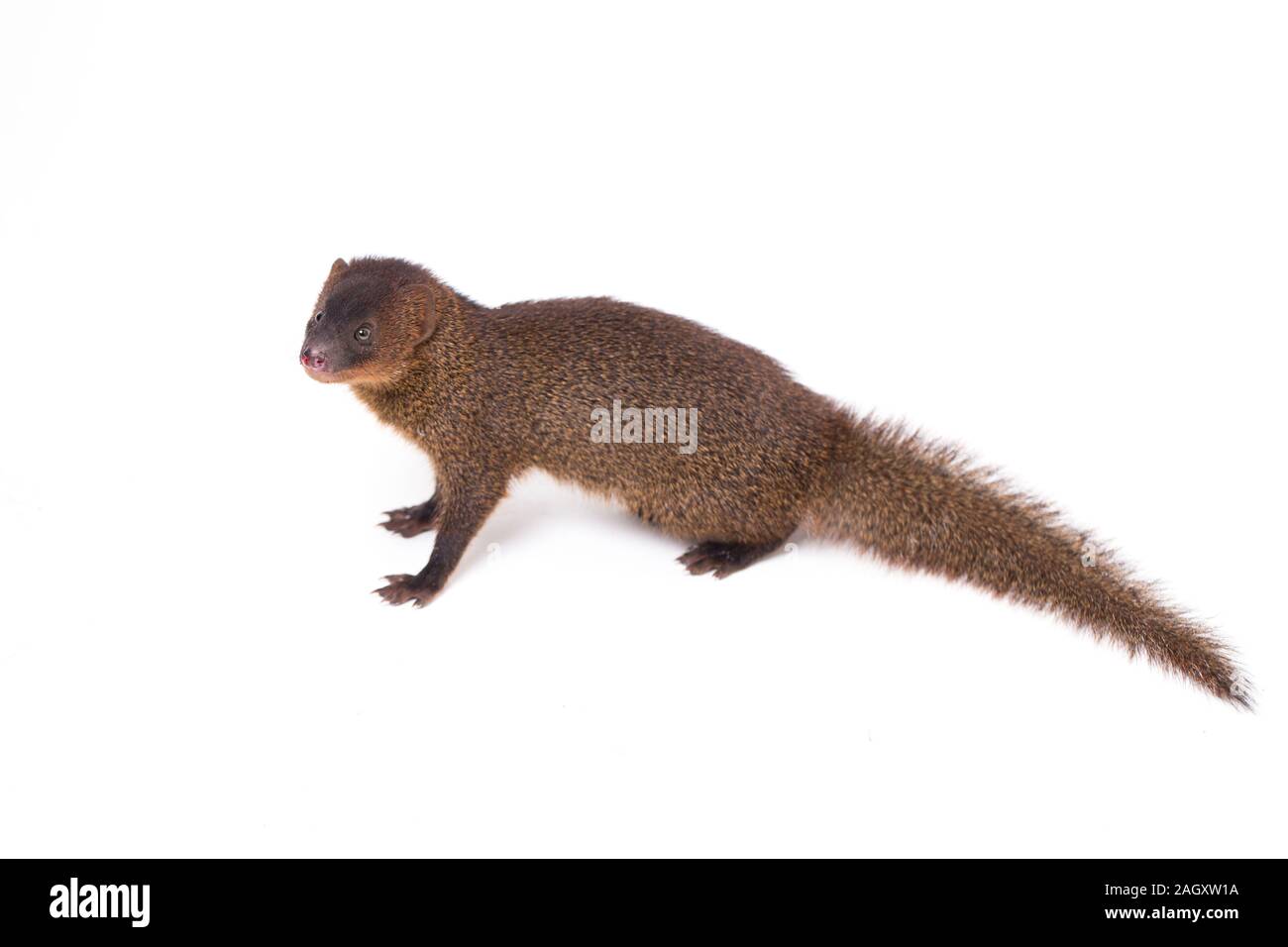 Close up ferret isolated on hi-res stock photography and images - Alamy