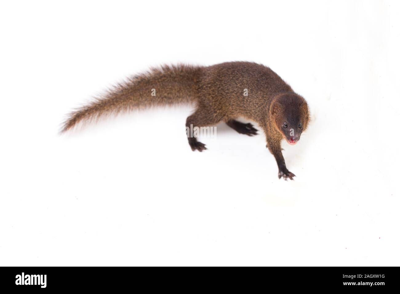 Close up ferret isolated on hi-res stock photography and images - Alamy