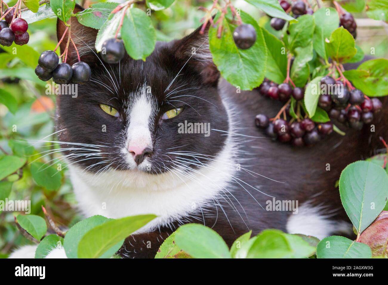 Black-and-white domestic cat in a berry Bush of chokeberry in the ...