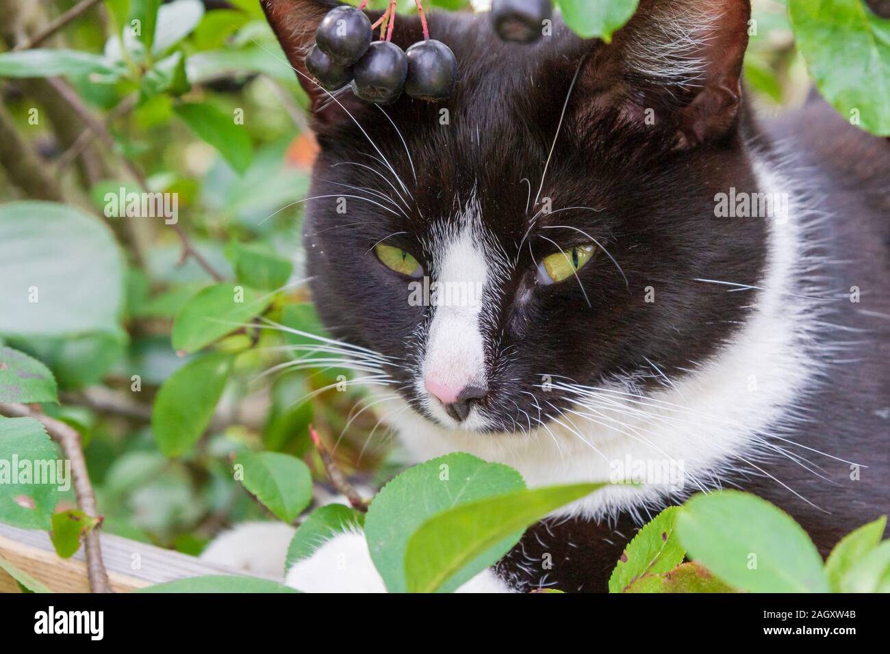 Black-and-white domestic cat in a berry Bush of chokeberry in the ...