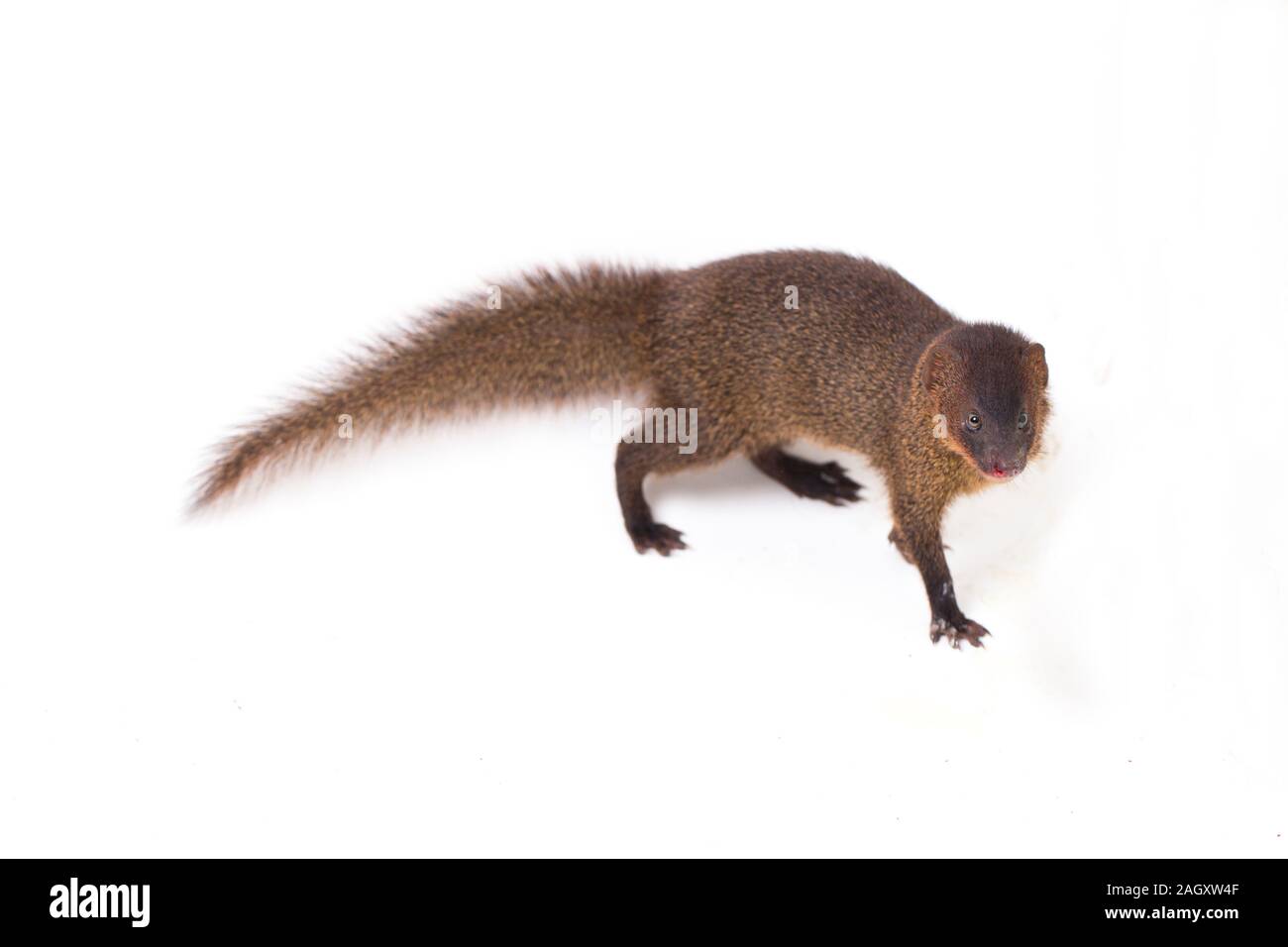 Close up of Javan Mongoose or Small asian mongoose (Herpestes javanicus ...
