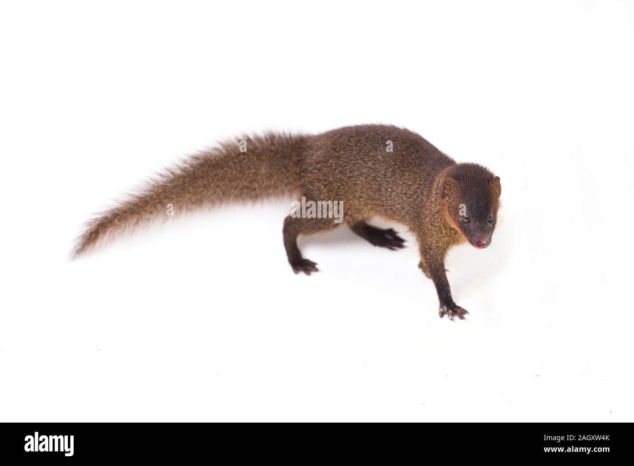 Close up ferret isolated on hi-res stock photography and images - Alamy