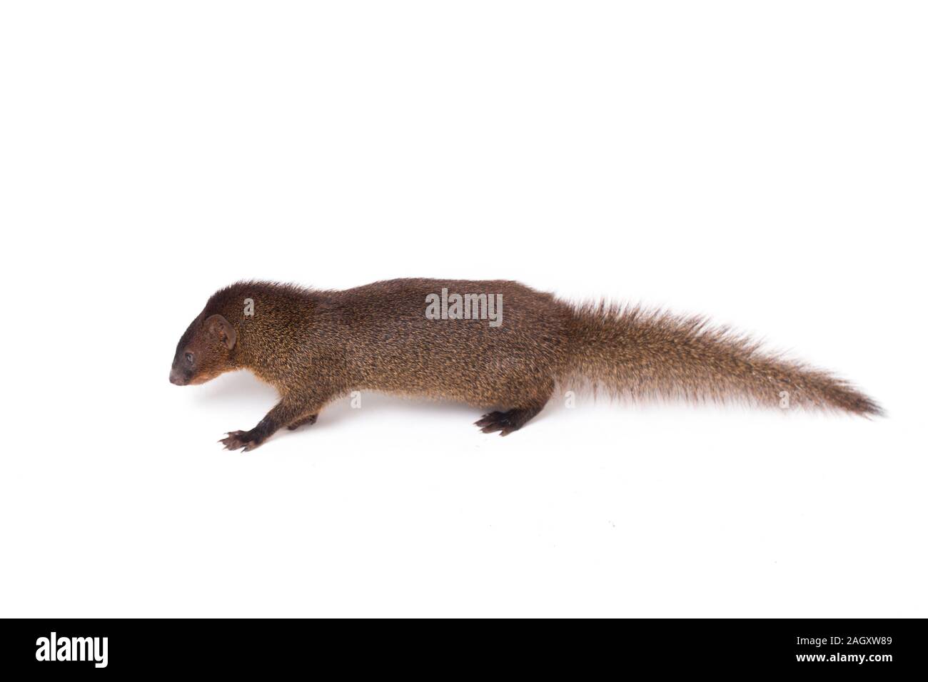Close up ferret isolated on hi-res stock photography and images - Alamy
