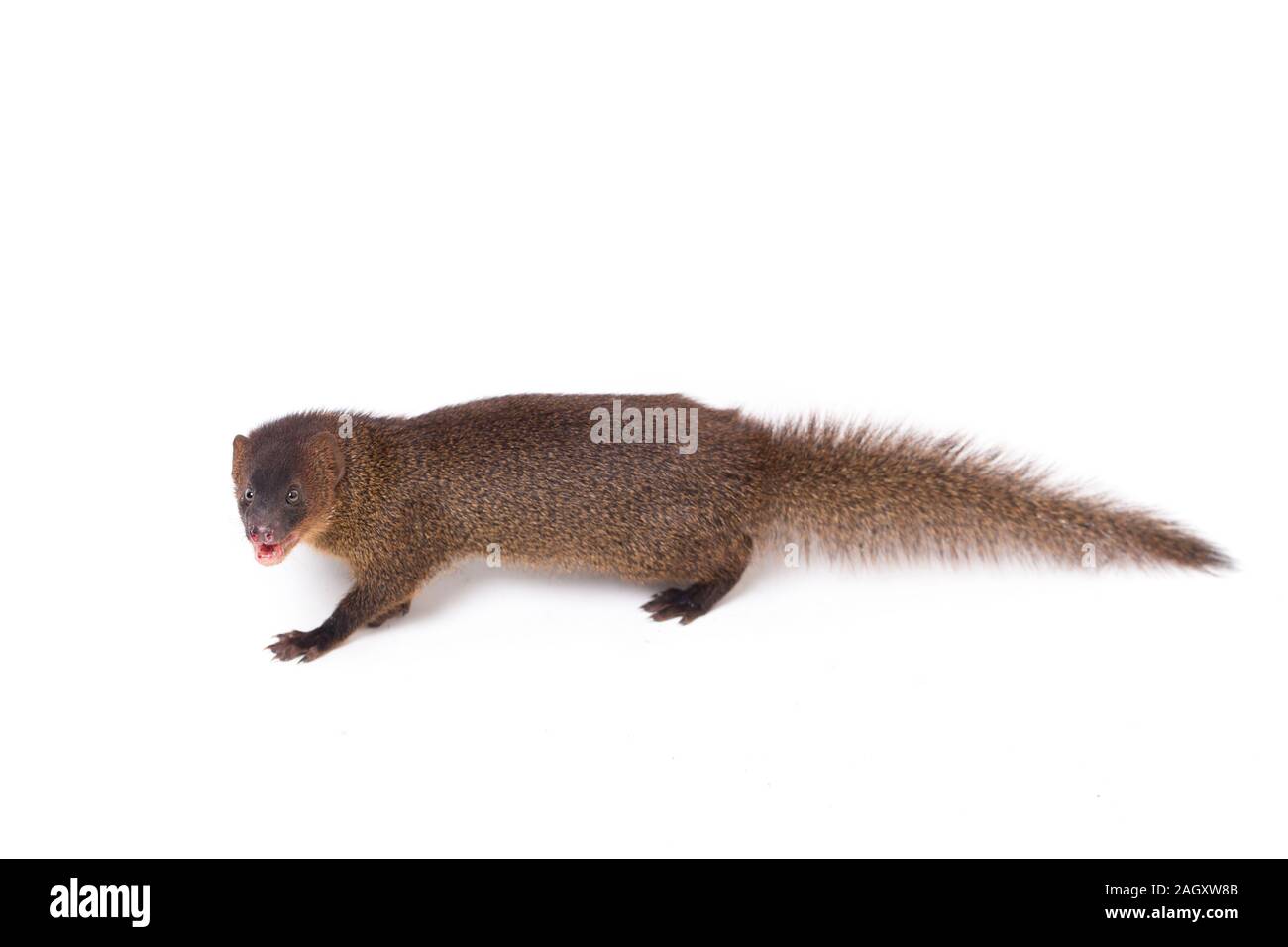Close up of Javan Mongoose or Small asian mongoose (Herpestes javanicus ...