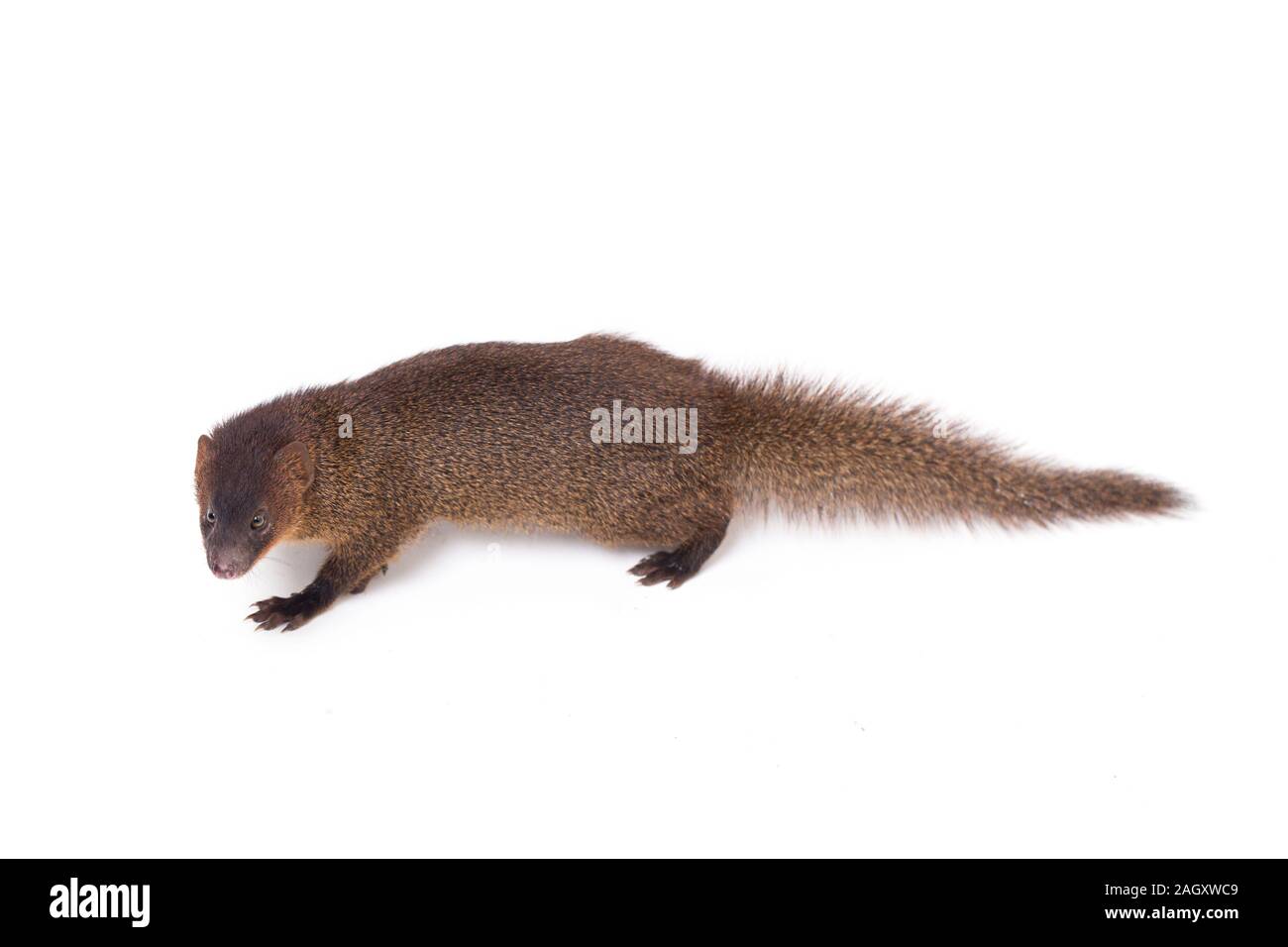 Close up ferret isolated on hi-res stock photography and images - Alamy
