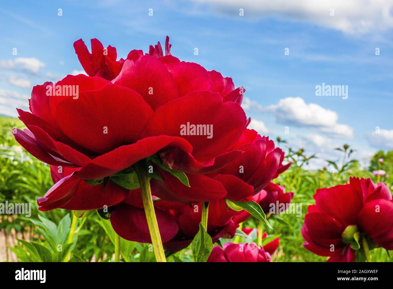 Blue sky flower hi-res stock photography and images - Alamy