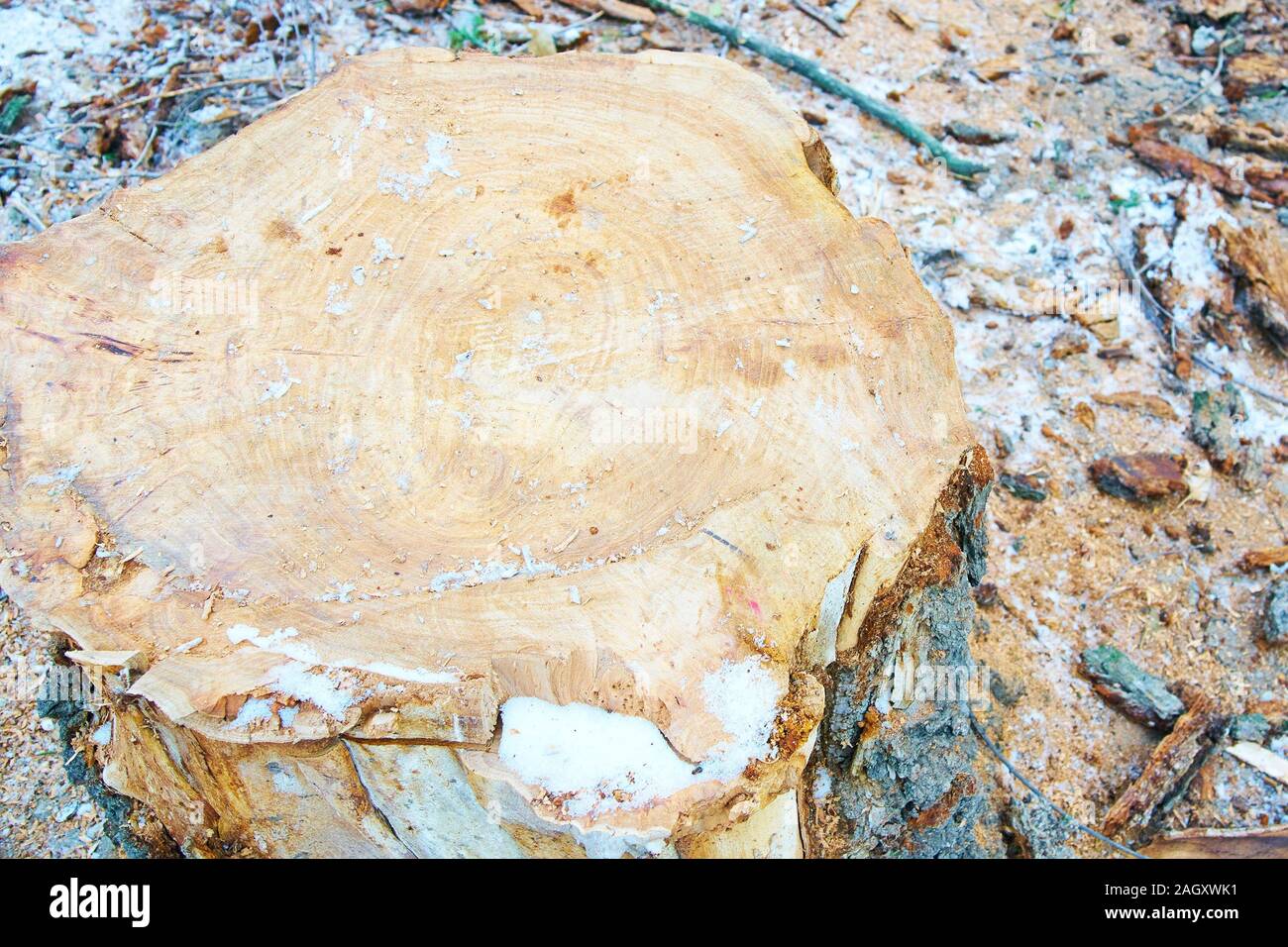 Fresh cut tree stump top view hi-res stock photography and images - Alamy