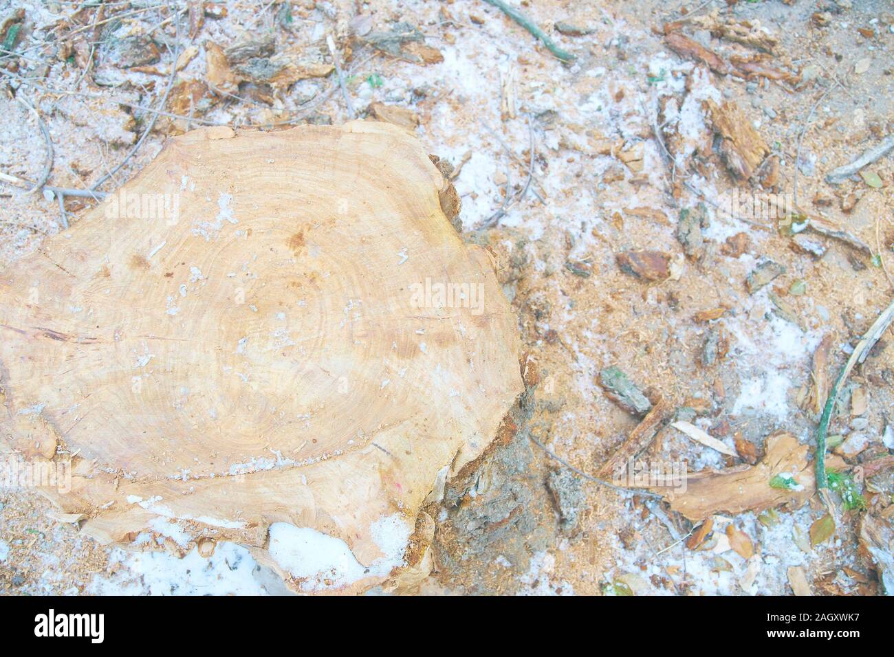 Top view of tree stump. Cut a lot of tree. Cross section of tree trunk ...
