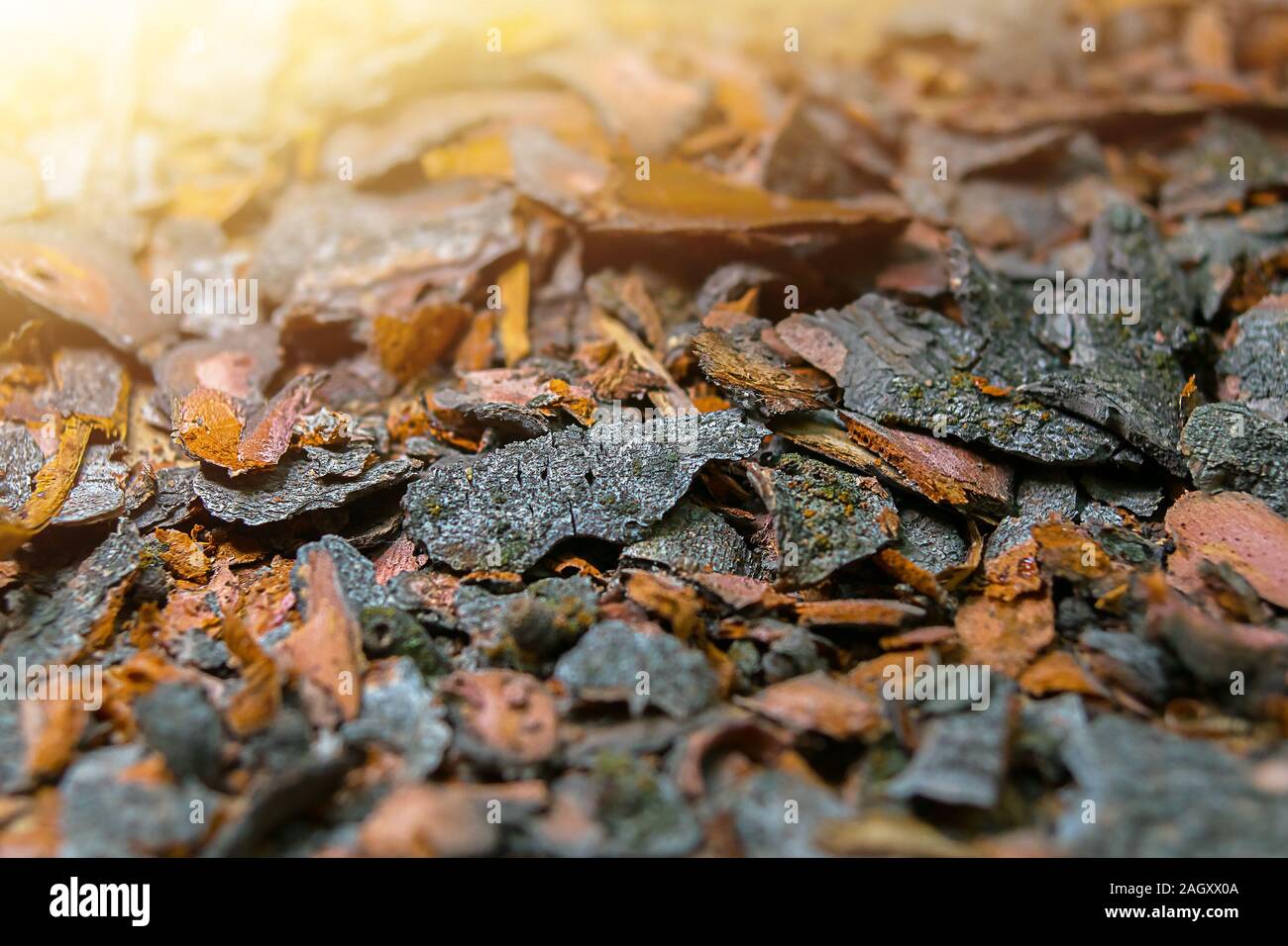 Bark removed from tree hi-res stock photography and images - Alamy