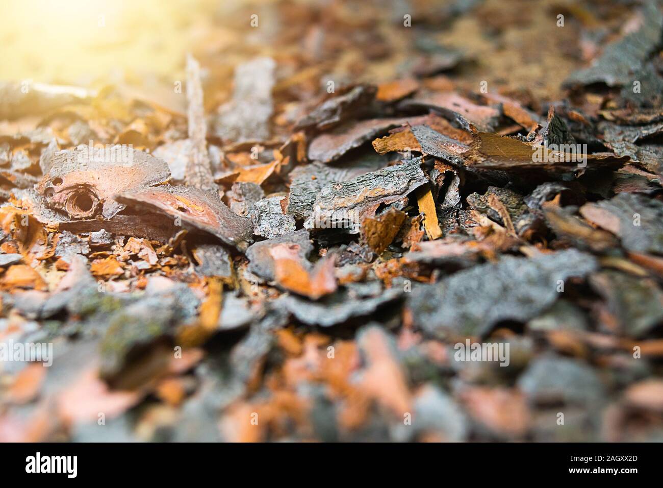 Bark removed from tree hi-res stock photography and images - Alamy