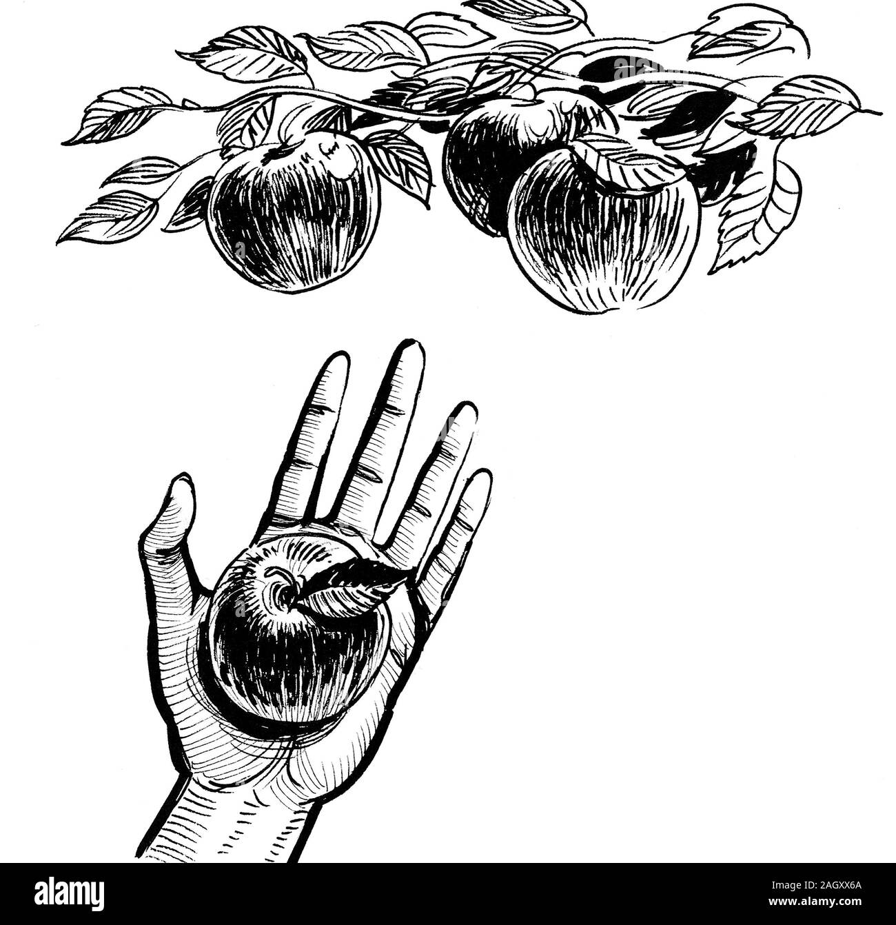 Hand picking apple. Ink black and white drawing Stock Photo - Alamy