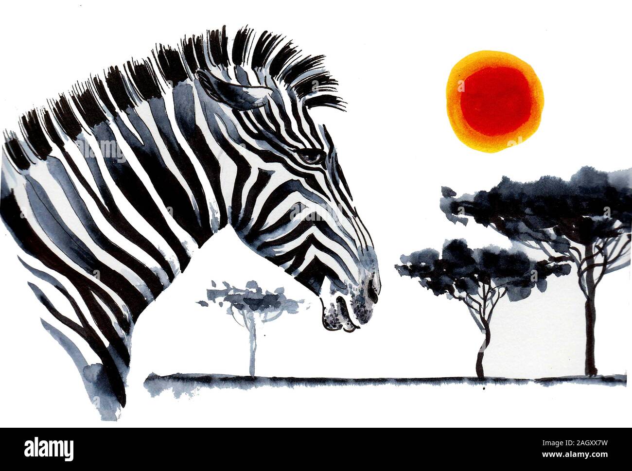 Zebra in the savanna. Ink and watercolor illustration Stock Photo - Alamy
