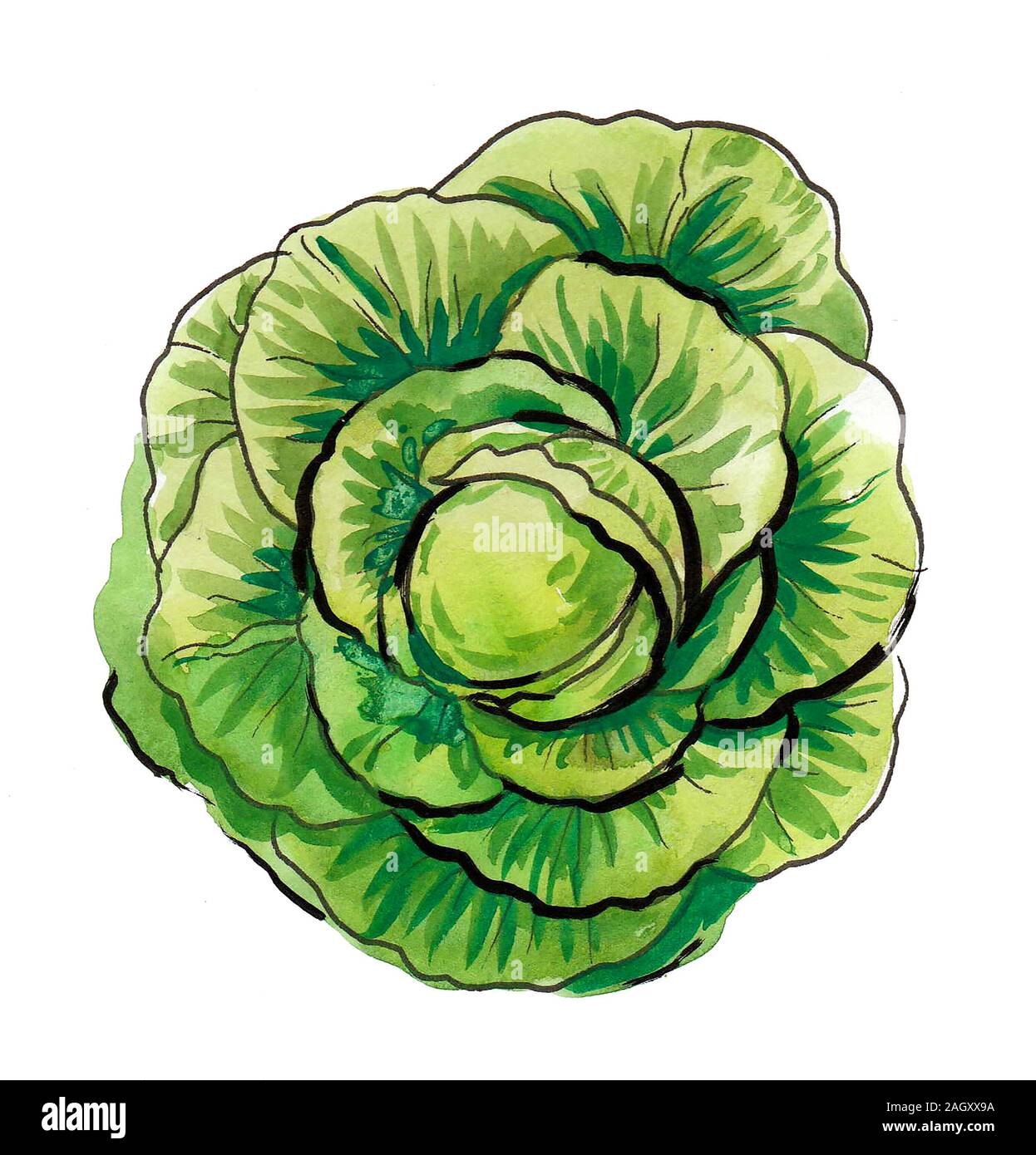 Cabbage vegetable. Ink and watercolor illustration Stock Photo - Alamy
