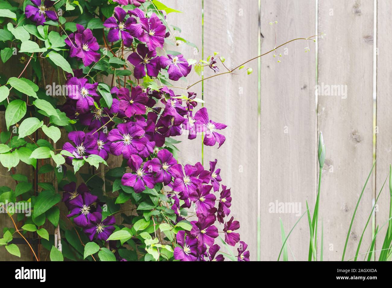 Violet Clematis Flowers in the Garden with copy space, wooden fence ...