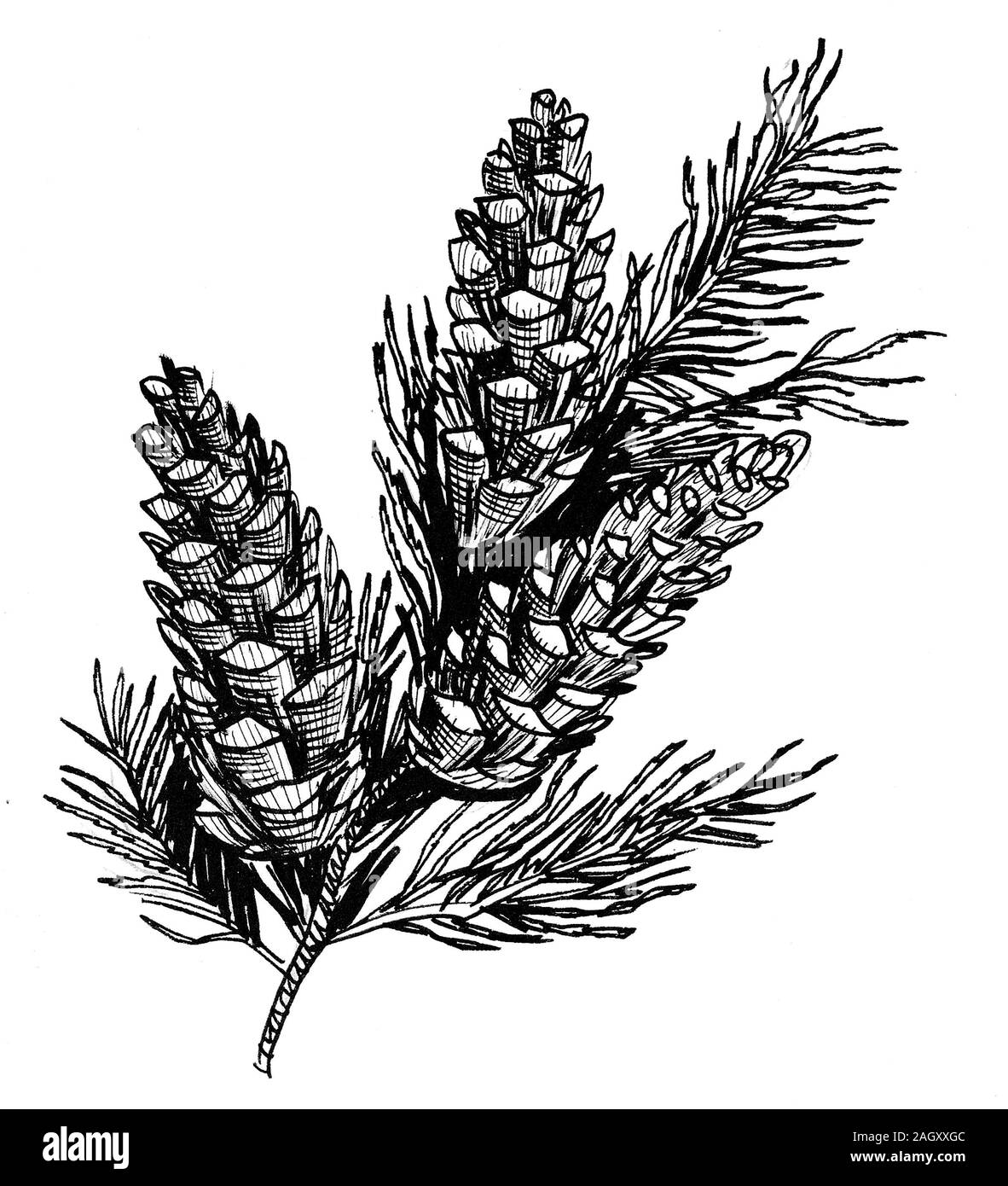 Juniper tree branches. Ink black and white drawing Stock Photo - Alamy