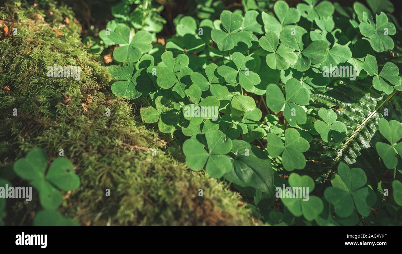 Natural background with three-leaved shamrocks growing in the summer ...