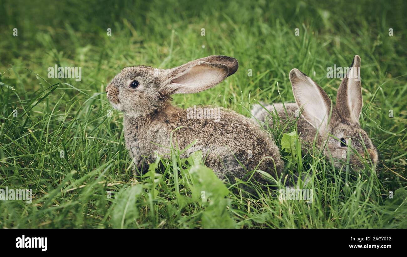 Grey rabbits hi-res stock photography and images - Alamy
