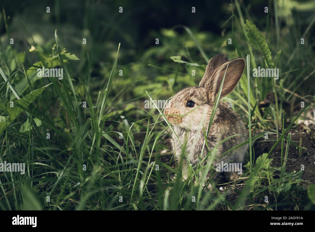Rabbit Scared High Resolution Stock Photography and Images - Alamy