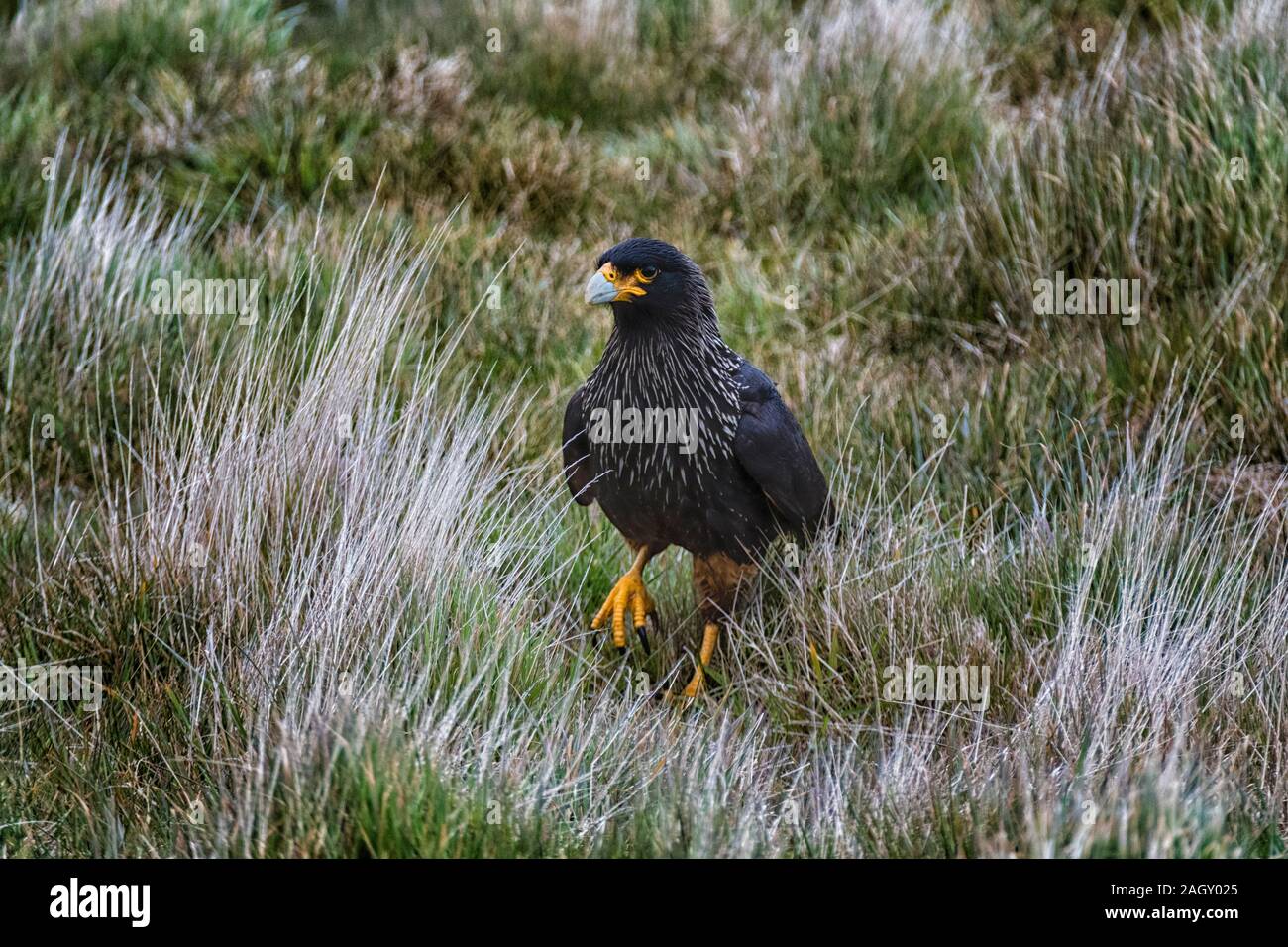 Johnny rook birds hi-res stock photography and images - Alamy