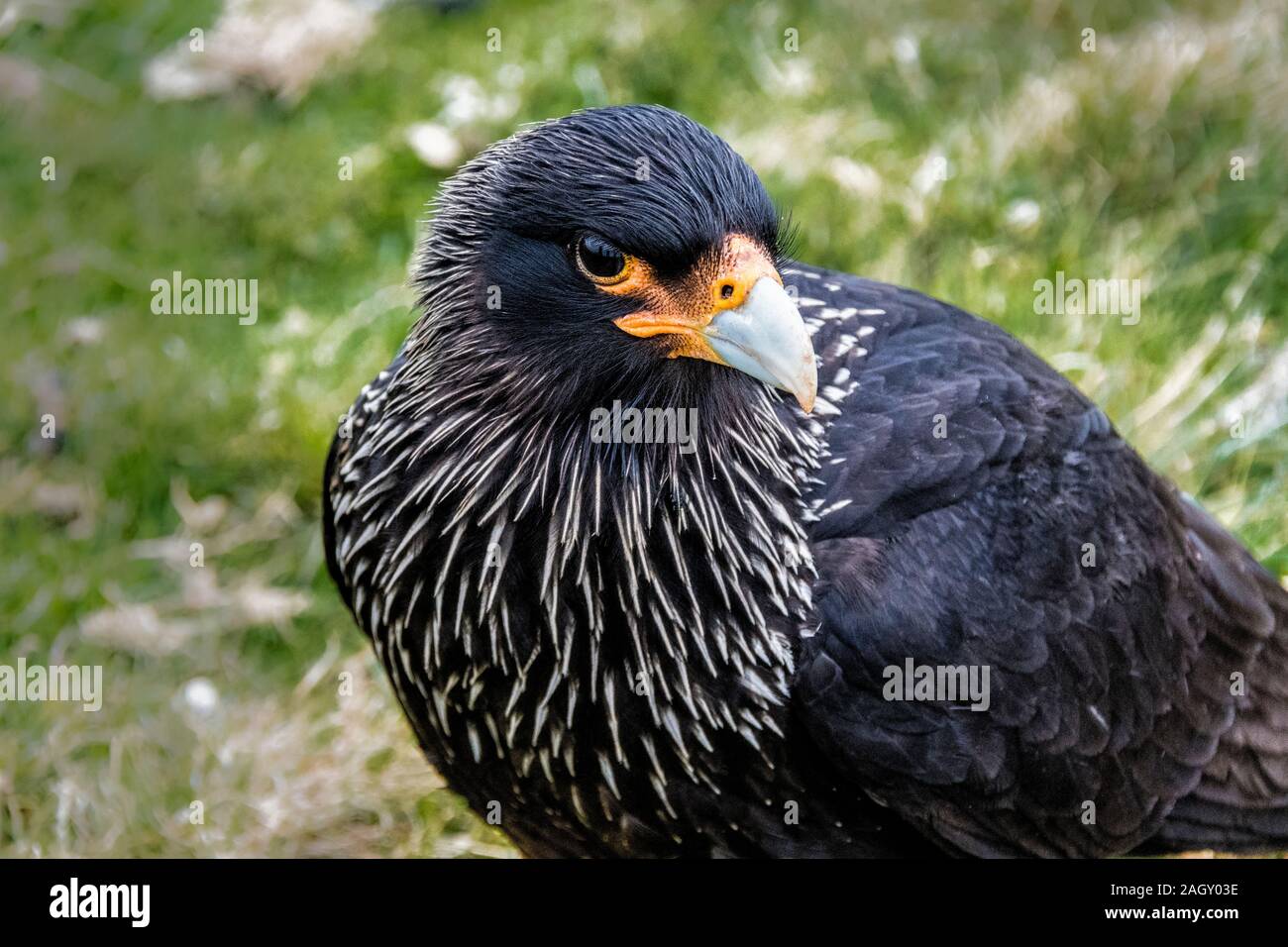 Johnny rook bird hi-res stock photography and images - Alamy