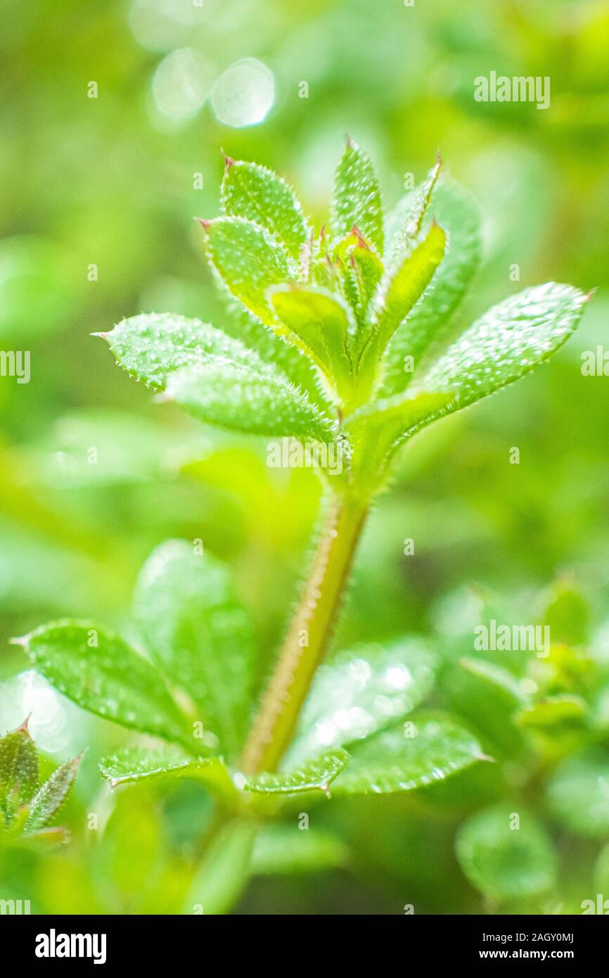 Stickeljack hi-res stock photography and images - Alamy