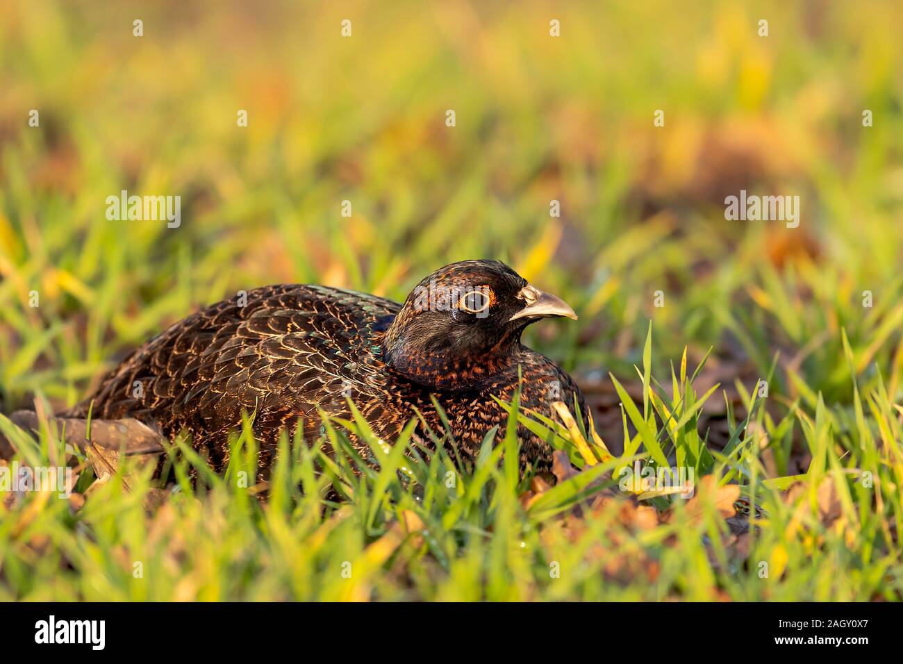 Melanistic Hen Pheasant ( Phasianus colchicus) crouching down in an ...