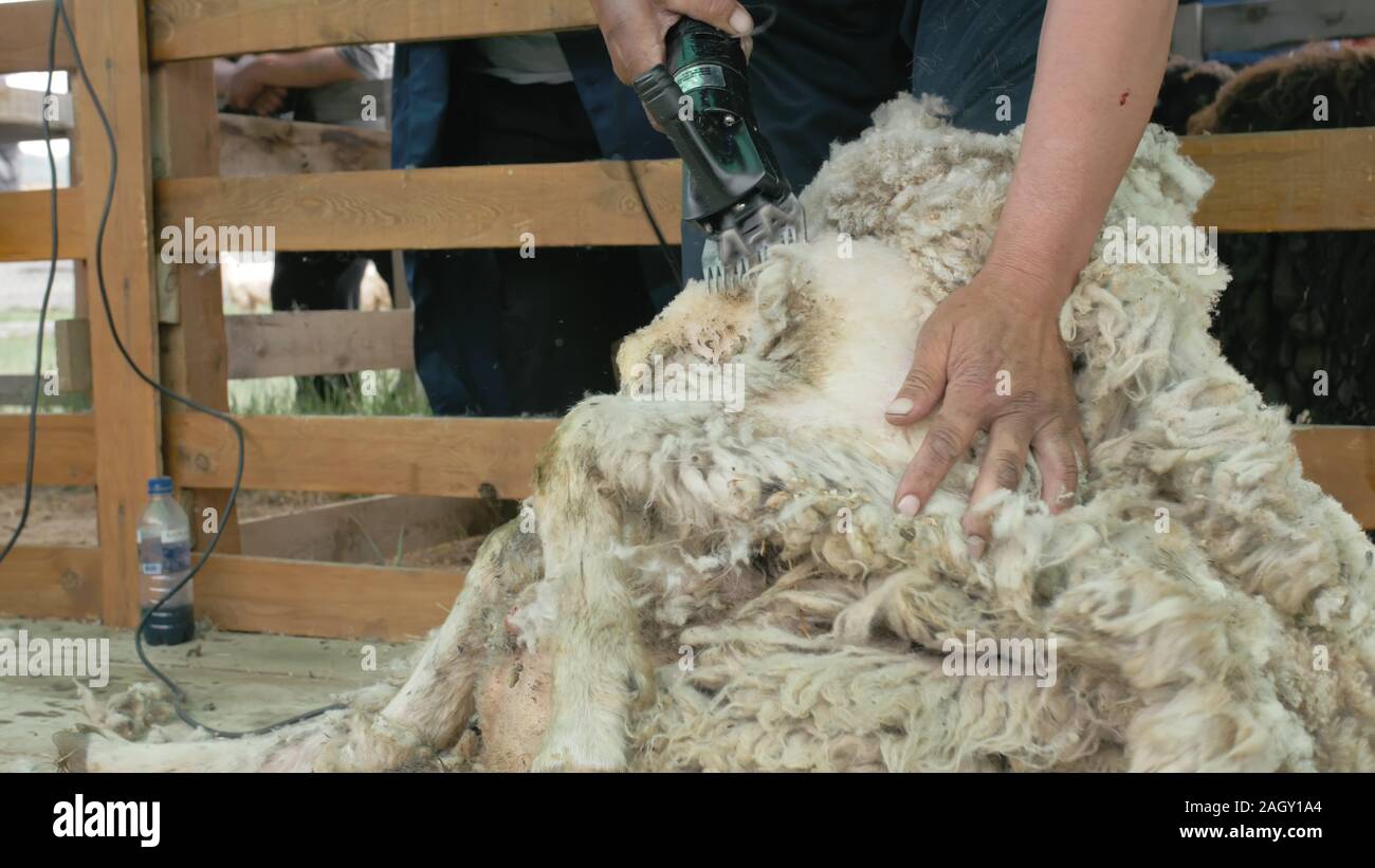 Men shearer shearing sheep at agricultural show in competition ...