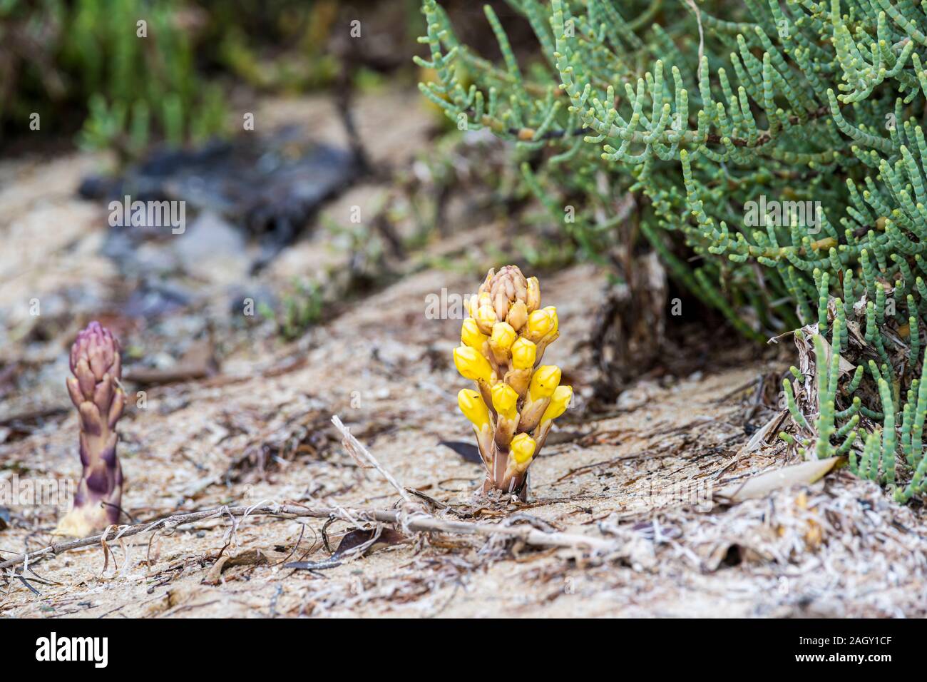 Mangrove flowers hi-res stock photography and images - Alamy