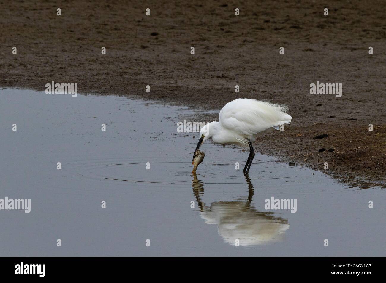 Egert bird hi-res stock photography and images - Alamy