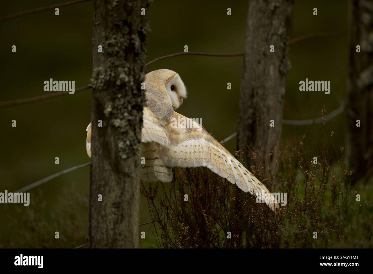 Barn owl on fence wings extended hi-res stock photography and images ...