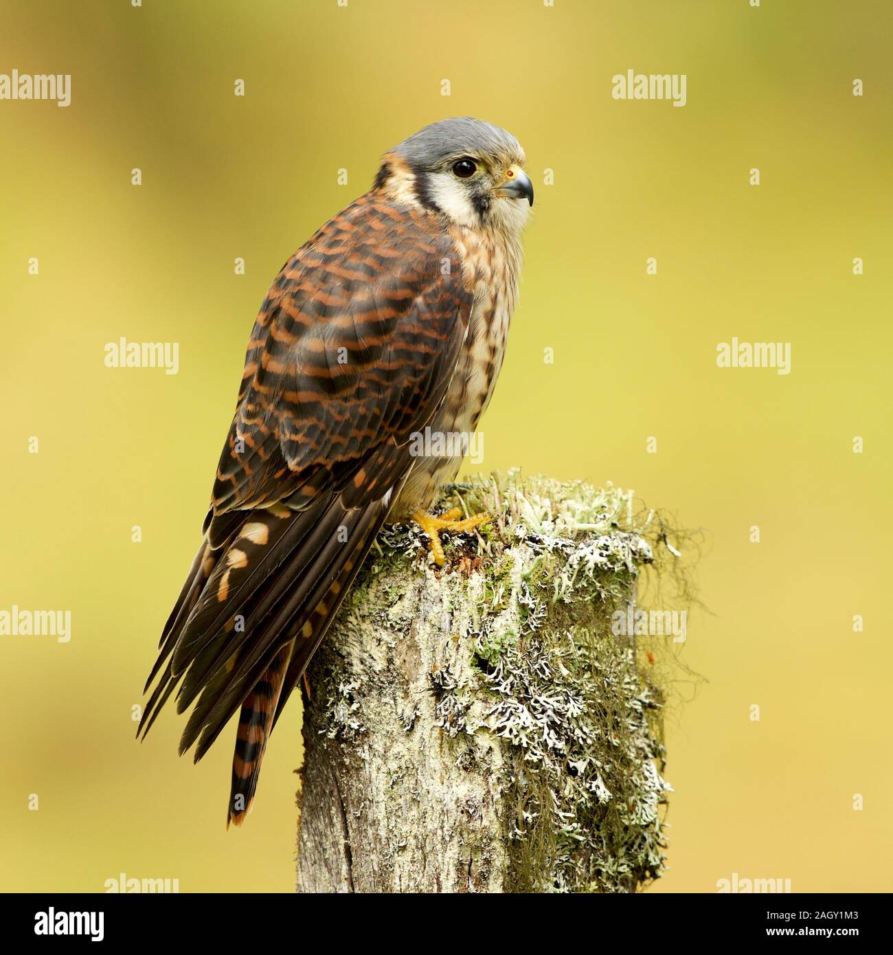 Bird of prey raptor american kestrel hi-res stock photography and ...