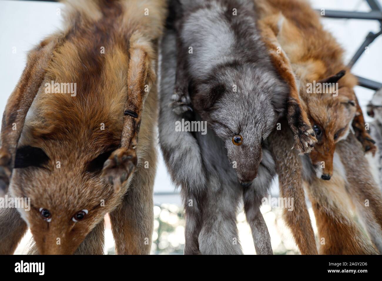 Foxes on hat hi-res stock photography and images - Alamy