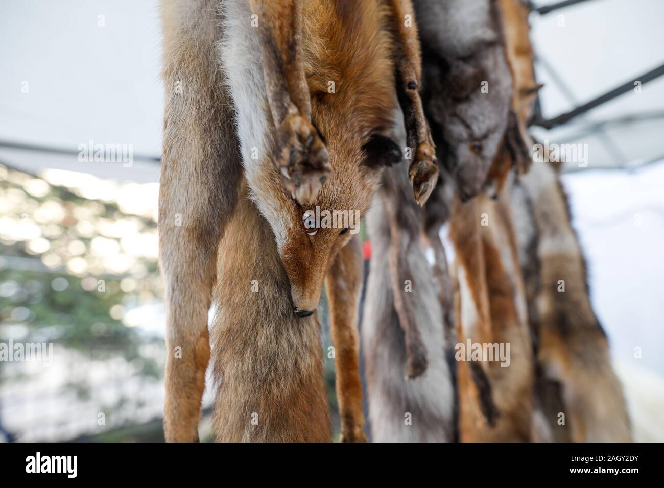 Skinned fox furs with artificial eyes on exhibition at a peasants fair ...