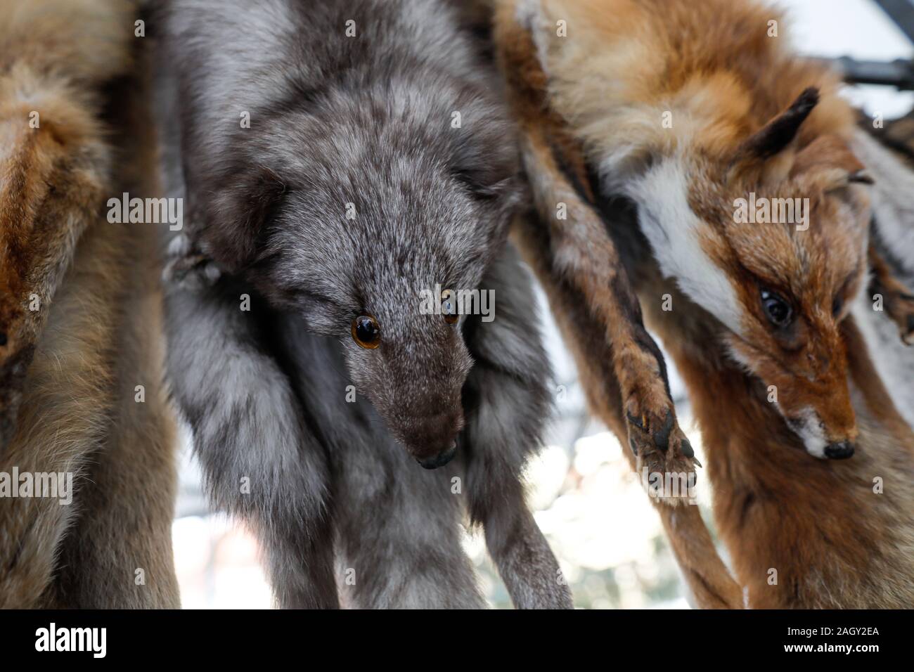 Skinned fox furs with artificial eyes on exhibition at a peasants fair ...