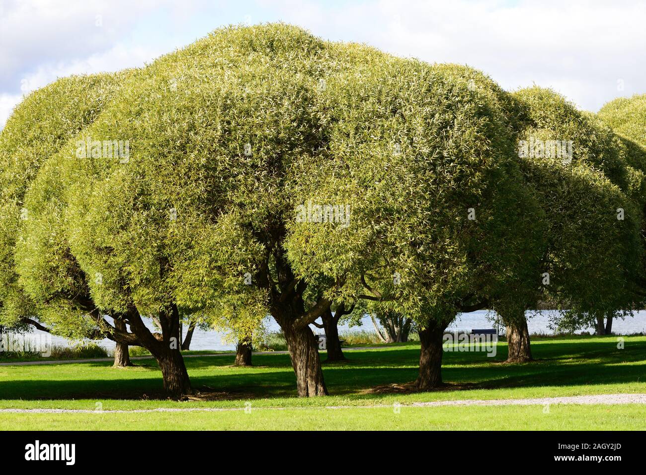 Crowns of trees hi-res stock photography and images - Alamy