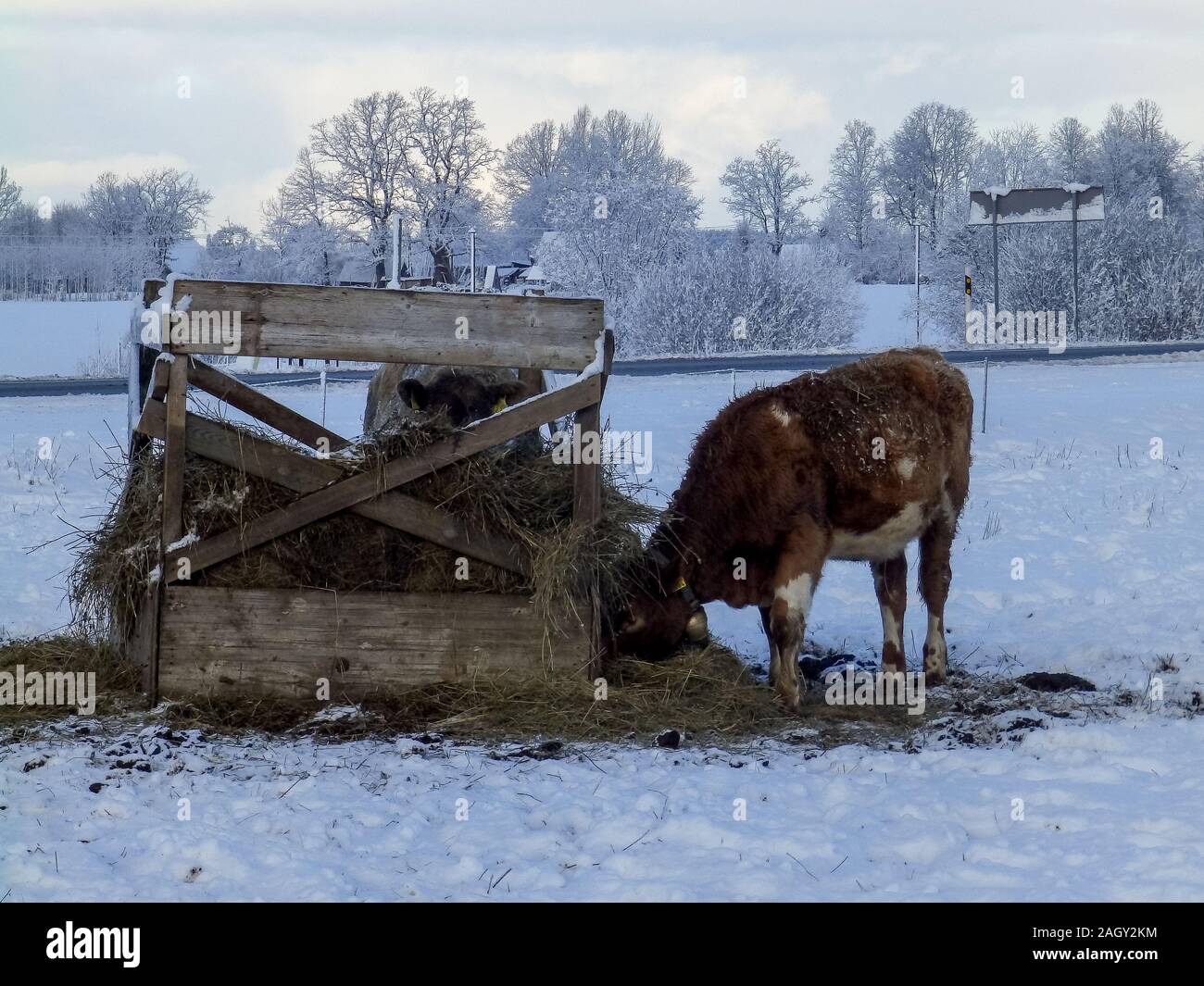 Cows in snowy field winter hi-res stock photography and images - Alamy