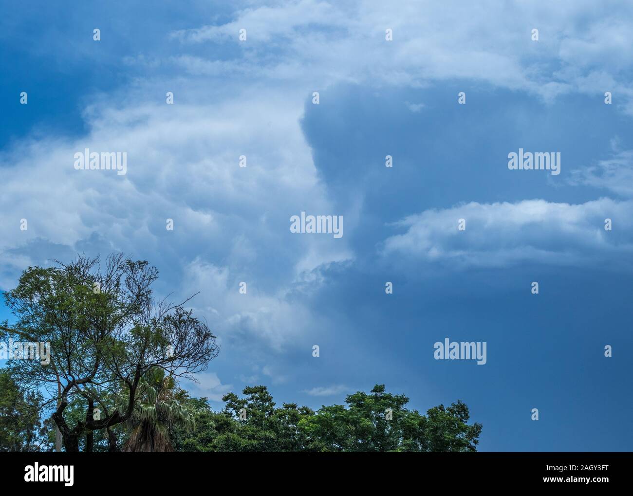 Storm clouds build up over a green tree line image for background use ...