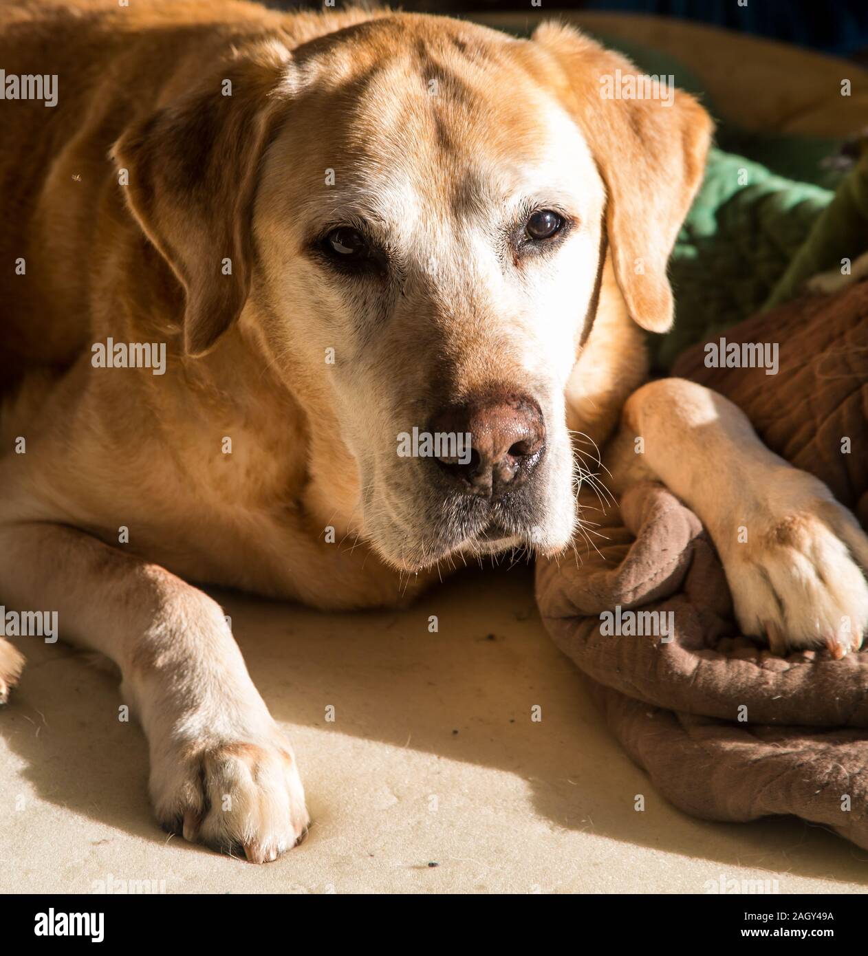 dramatic image of a expresive old yellow labrador retriever with a ...